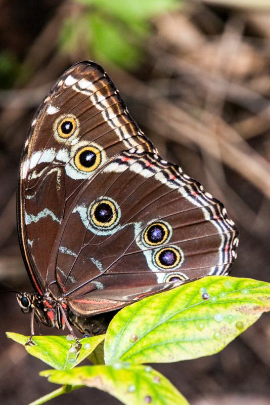 November 2018 - Butterflies | Hereford SA Photography Club
