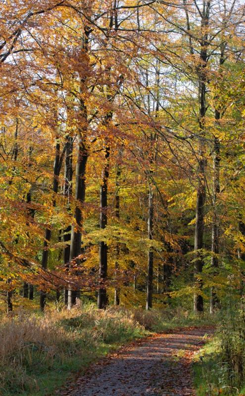 January 2020 - Autumn | Hereford SA Photography Club